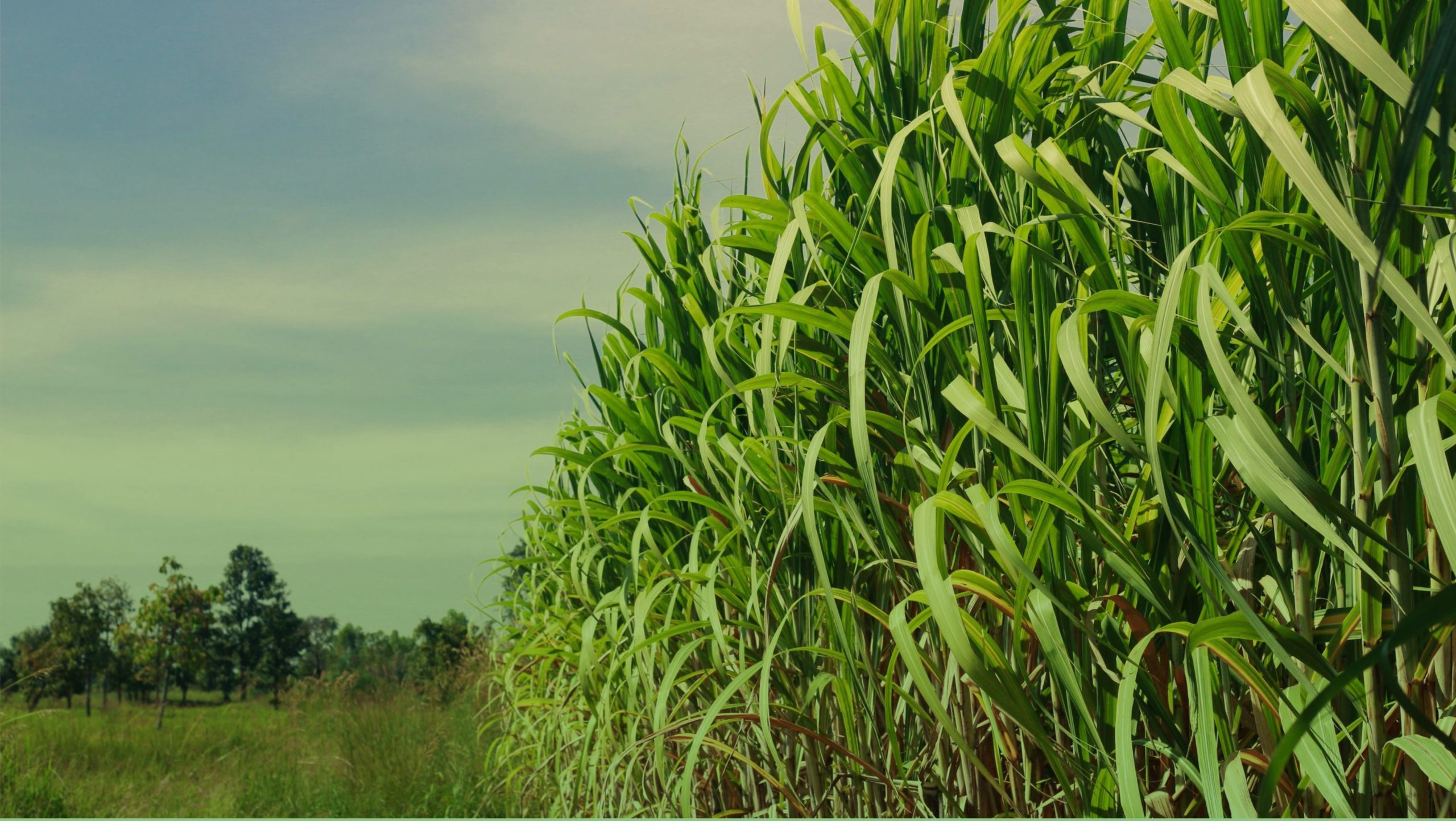 Comercial Erma SRL – Comercializadora de azúcar